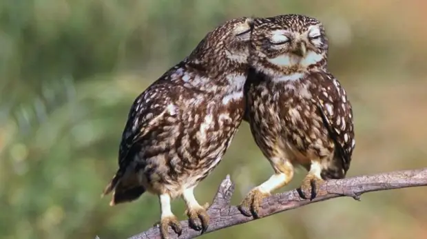 Burung hantu sing apik tenan iki