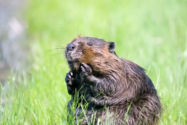 Ama-Beaver: Amaqiniso anzima, noma kuzokwenzekani uma i-beaver ihlanya?