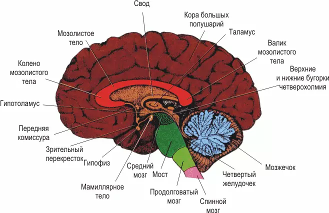 Баш мие 10% кына эшли дигән миф ничек эшләнгән?