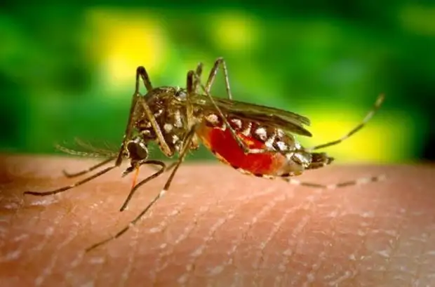 Virusul Zika: o altă „senzație” sau o amenințare reală la adresa umanității?