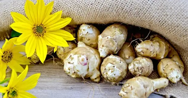 Jerusalema artichoke