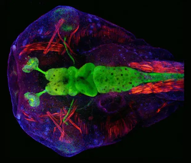 beleza sob o microscópio