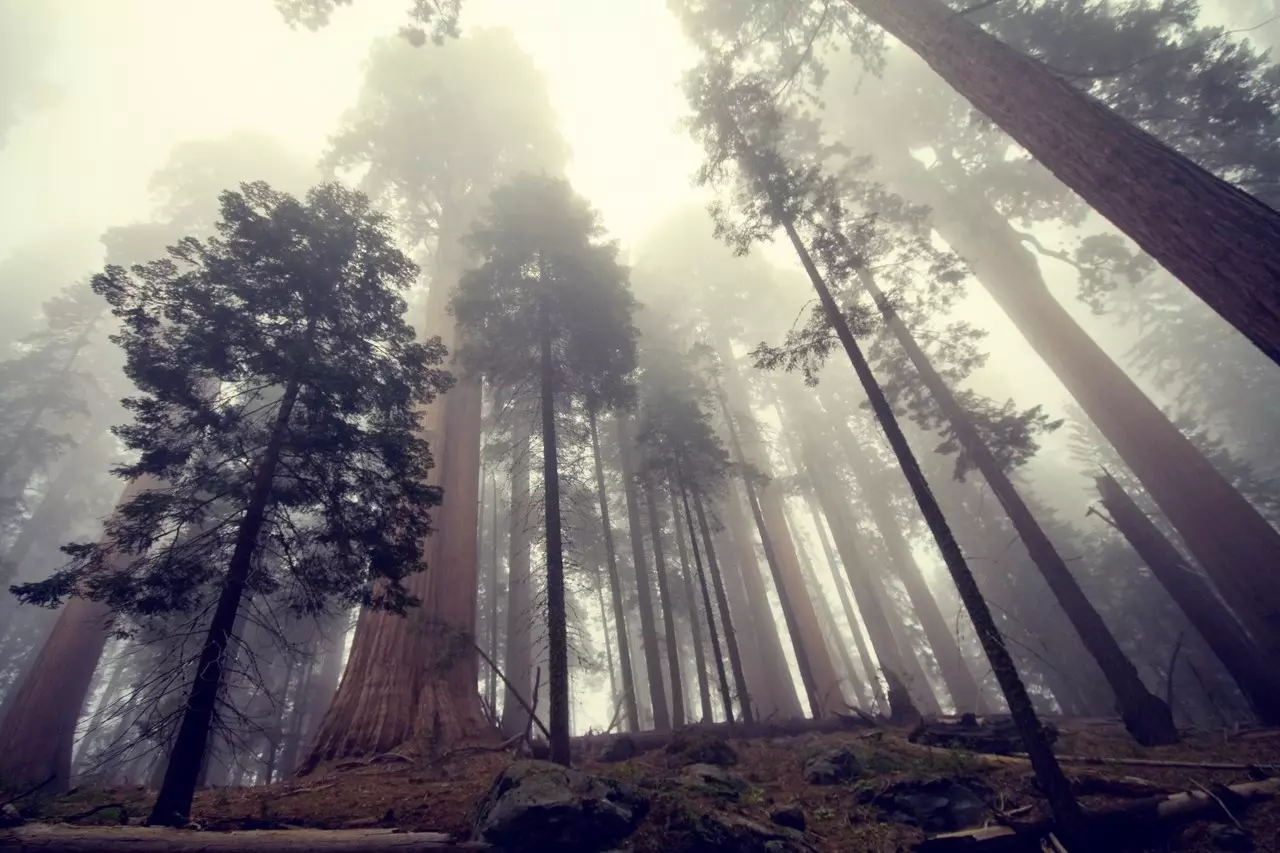 Walay nakakita sa mga redwood nga namatay