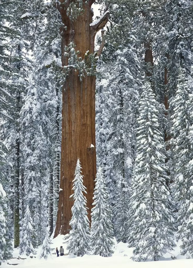 Ninguém viu as sequoias morrerem