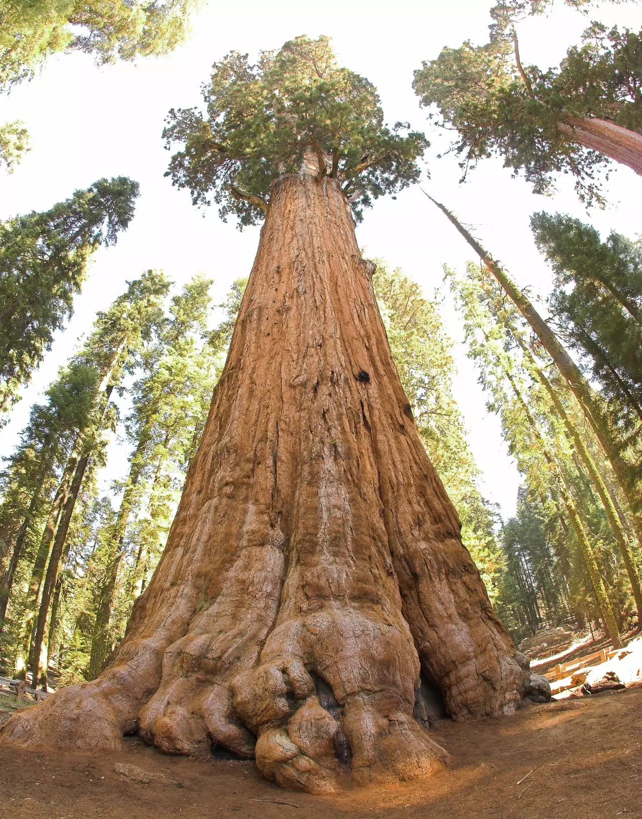 Ninguém viu as sequoias morrerem