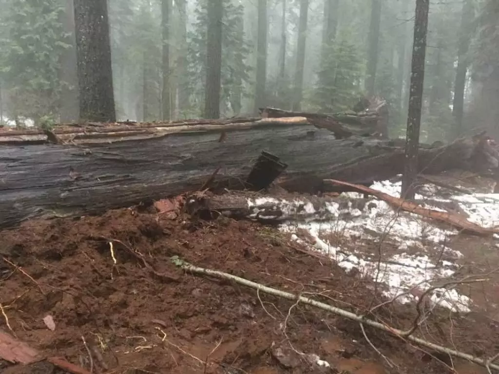 Ninguém viu as sequoias morrerem