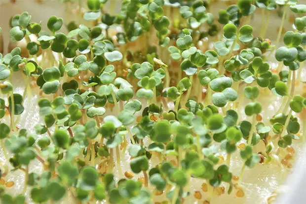 Hoe kinne mikrogreens groeie op in finsterbank