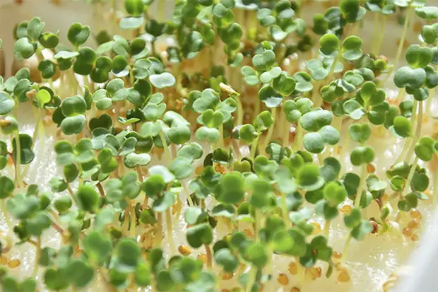 Cress salade: kaniel en skoda, resepten foar koken