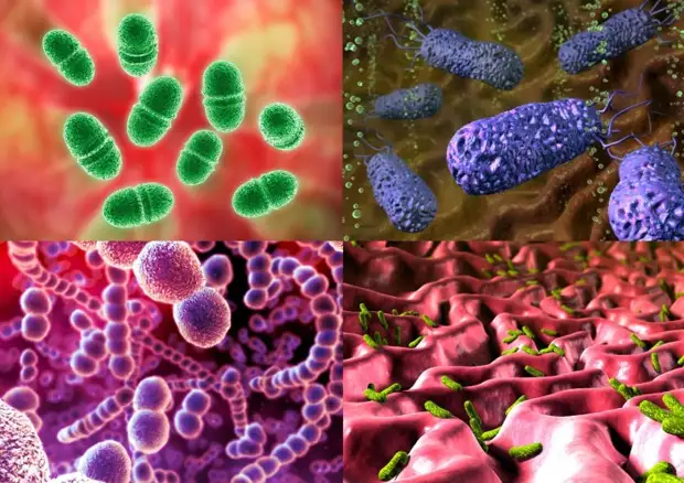 Miksi bakteerit voittivat meidät? Neljä kaaviota