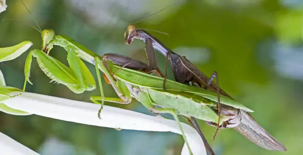 L'amor no estima