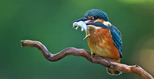 ಪ್ರೀತಿ ಪ್ರೀತಿಸುವುದಿಲ್ಲ