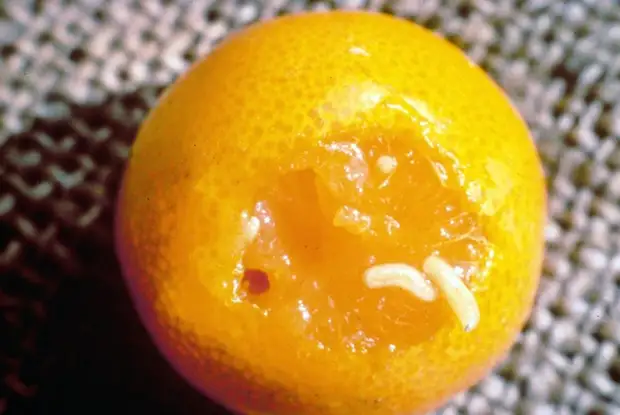 larvae in tangerines