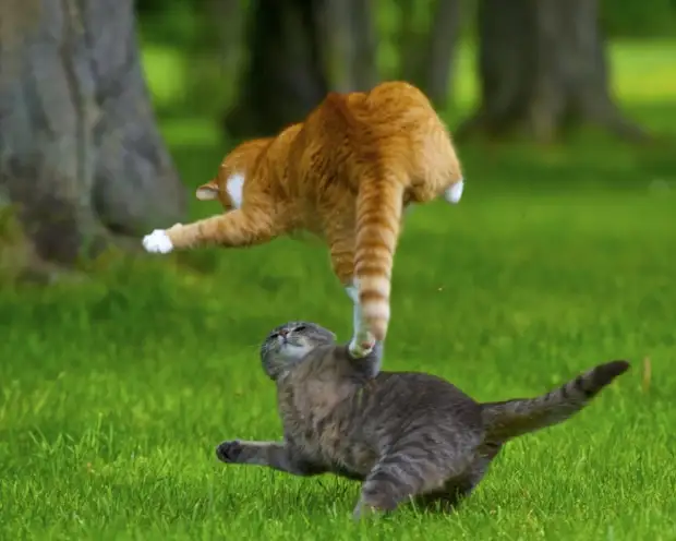 10 Beweise, dass Katzen fliegen können