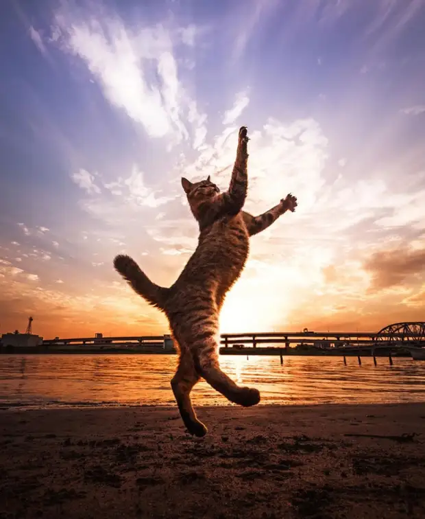 10 prove che i gatti possono volare