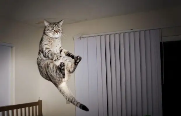 10 bewyse dat katte kan vlieg