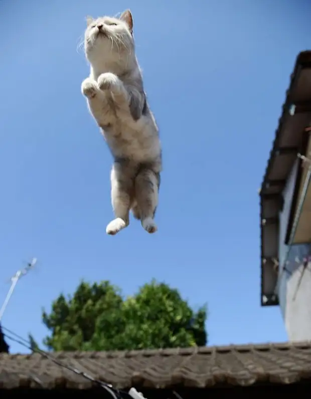 मांजरी उडू शकतात असे 10 पुरावे