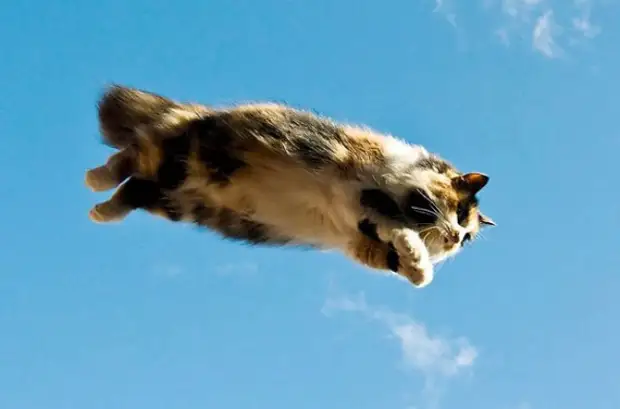 10 pierādījumi, ka kaķi var lidot