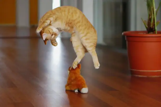 10 proves que els gats poden volar