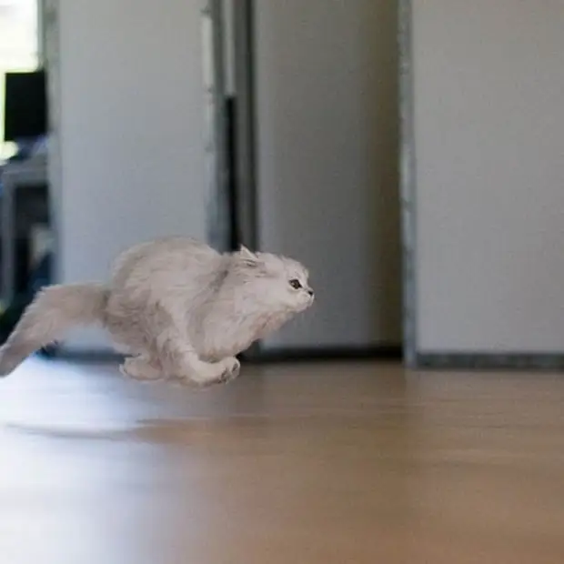 10 pierādījumi, ka kaķi var lidot