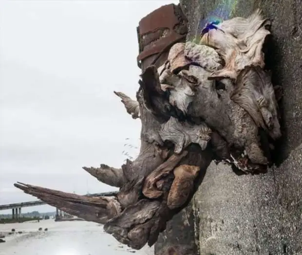 由海灘上發現的木頭製成的驚人雕塑