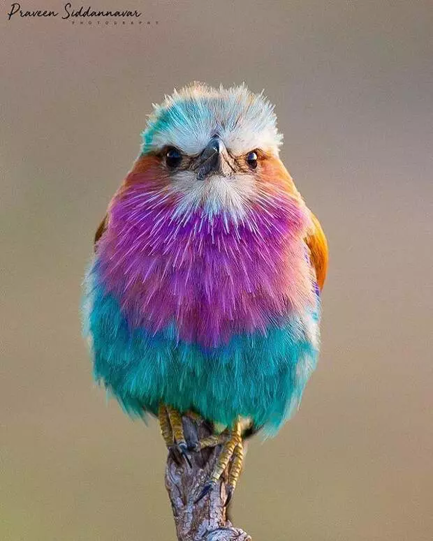 19 målade fåglar av överjordisk skönhet som du inte ens visste fanns