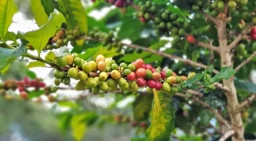 Robusta semena na lesu