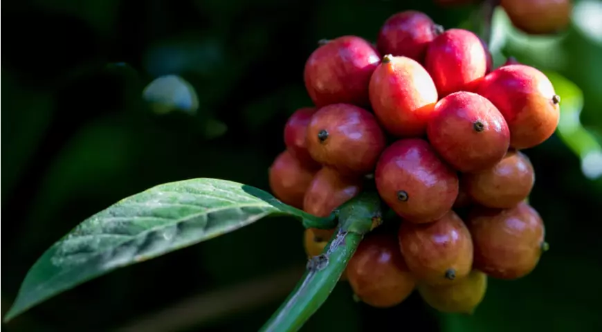 Buntáistí agus míbhuntáistí uile robusta, ar mhaith leo caife buiséid agus cén fáth