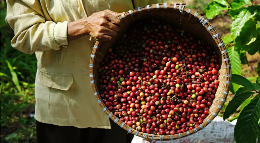 All d'Virdeeler an Nodeeler vu Robusta, wien de Budget Kaffi gär huet a firwat