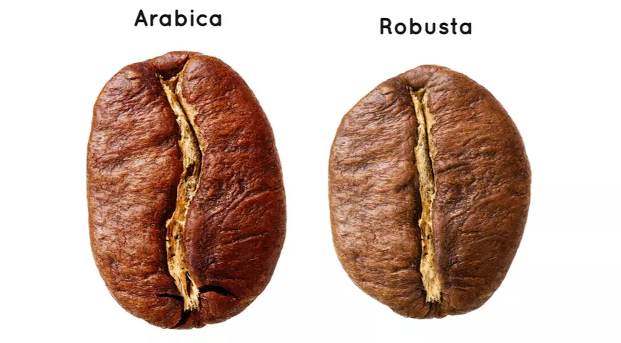 Alle fordeler og ulemper med robusta, hvem vil like budsjettkaffe og hvorfor