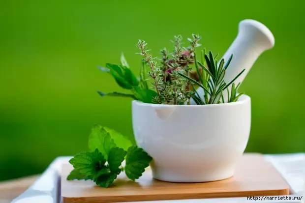 Diuretic herbs - types and healing properties (2) (660x440, 166Kb)