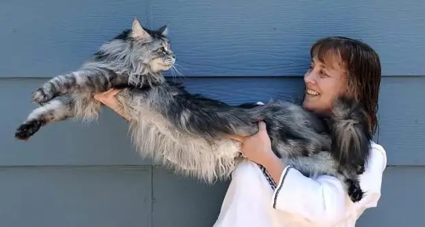 Diese Riesen sind in der Lage, für Katzen ungewöhnliche Geräusche von sich zu geben. Zum Beispiel gurren und brummen.