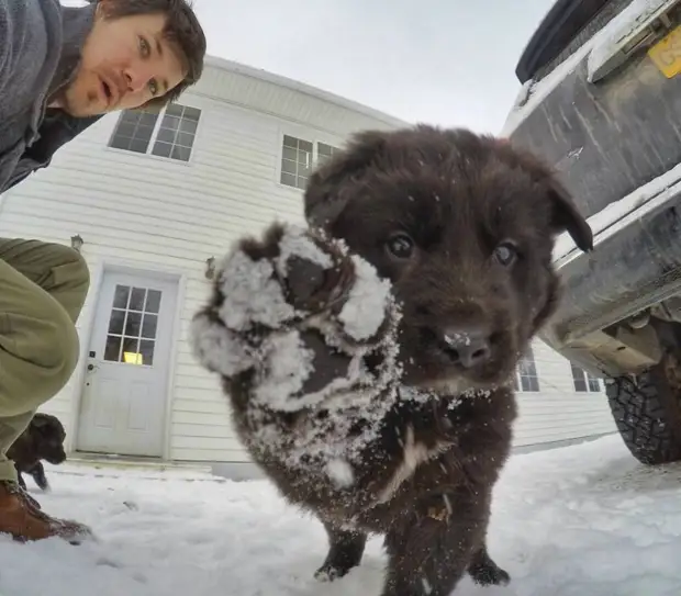 Alaska dokter gigi jeung anjing lucu na nalukkeun internét