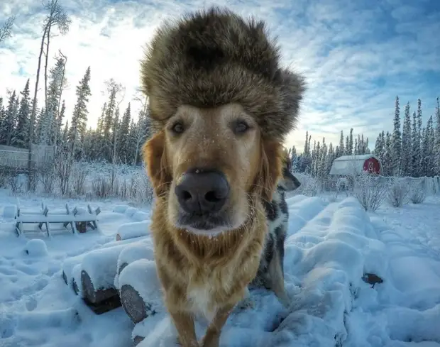 El dentista de Alaska y sus adorables perros conquistaron Internet