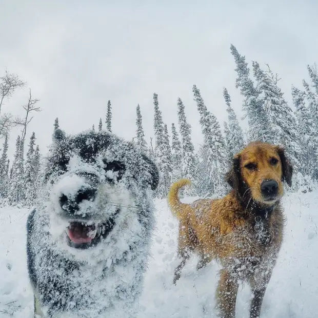 Il dentista dell'Alaska e i suoi adorabili cani hanno conquistato Internet