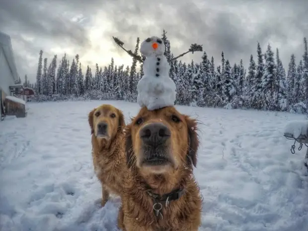 El dentista de Alaska y sus adorables perros conquistaron Internet