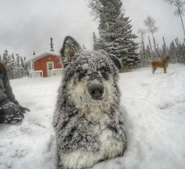 Alaska dokter gigi jeung anjing lucu na nalukkeun internét