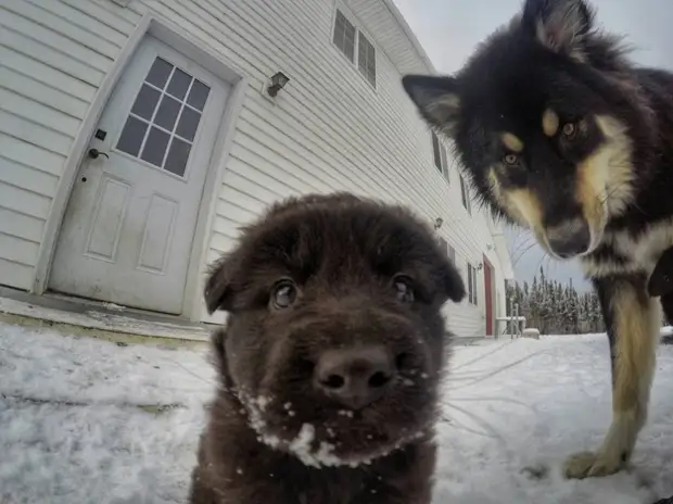 Alaska dokter gigi jeung anjing lucu na nalukkeun internét