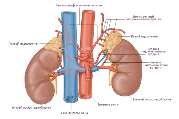 Quines hormones actuen sobre el cos femení