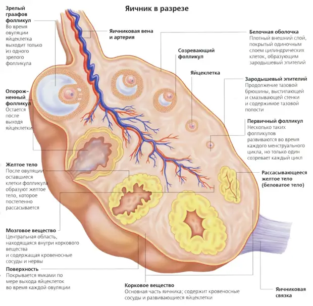 Quines hormones actuen sobre el cos femení