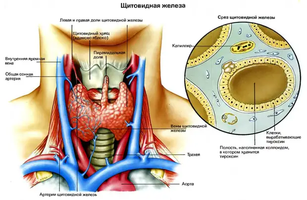 Quines hormones actuen sobre el cos femení