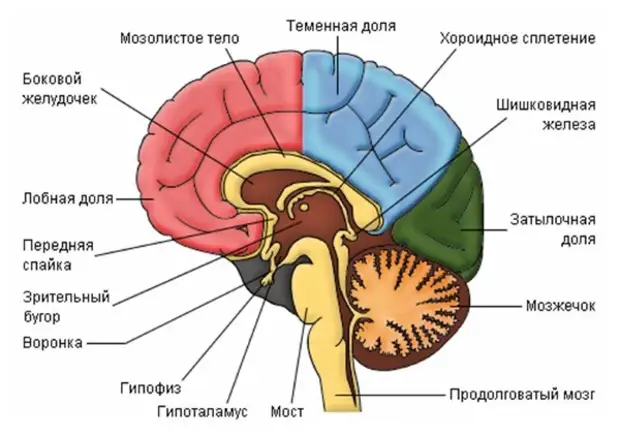 Cilat hormone veprojnë në trupin e femrës