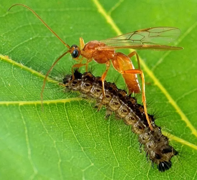 Braconids ຂອງສະກຸນ Habrobracon ສາມາດຕ້ານການ irradiation ໄດ້ເຖິງ 1800 ສີຂີ້ເຖົ່າ. ບຸກຄົນໃດຫນຶ່ງເສຍຊີວິດຢ່າງຫຼີກລ່ຽງຫຼັງຈາກໄດ້ຮັບປະລິມານຫນ້ອຍລົງ 200 ເທື່ອ