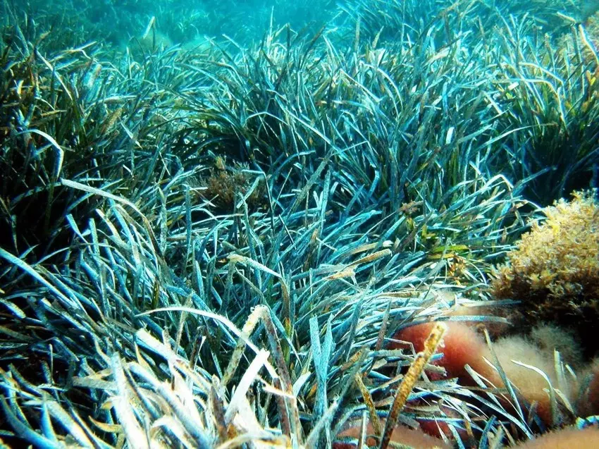 Não é um animal, mas a planta de vida mais longa do planeta