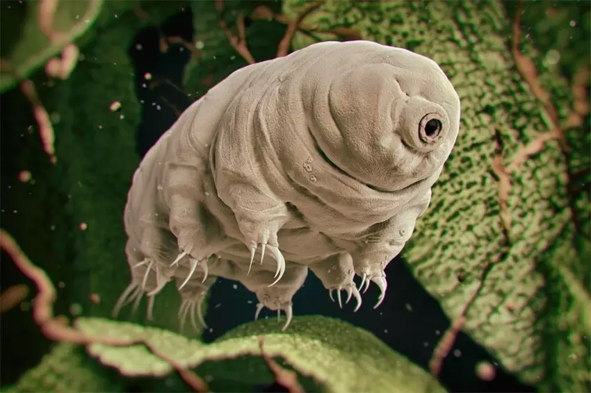 Eta tardigradoen berririk ez dutenentzat