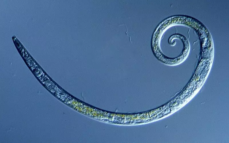 Dabbobi biyu na tsutsotsi nematode, Plectus parvus da Panagrolaimus detritophagus, sun farfado bayan shekaru 42,000 a cikin permafrost.