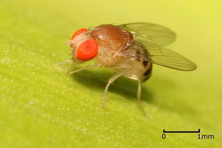 ຕົວອ່ອນ Drosophila (ແມງວັນຫມາກ) ມີຄວາມສາມາດຢູ່ໃນສູນຍາກາດ