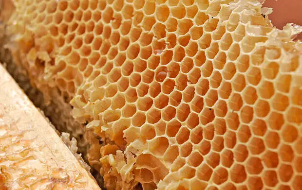 Es visu nedēļu griezu medus burciņu un bastardu: milzu bites un to halucinogēno medu