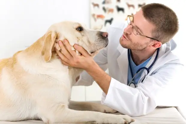 Veterinarians Toa ny karazana veterinariana mety hampidi-doza ankoatry ny mety hisian'ny karatra sy kaikitra roa. Na izany aza, araka ny filazan'ny mpikaroka, ny veterinariana dia tandindomin-doza kokoa noho ny hita ety ivelany. Na inona na inona, na dia kely indrindra aza, dia mety hitarika aretina na viriosy isan-karazany. Ankoatra izany, isan`andro ny veterinarians dia iharan`ny zavatra mampidi-doza, izay rehefa mandeha ny fotoana dia mitarika ho amin`ny fampandrosoana ny aretina lehibe sy intractable.