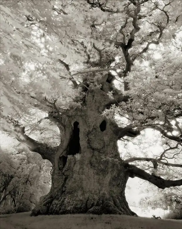 Нэгэн эмэгтэй дэлхийн хамгийн эртний моднуудын зургийг авахын тулд амьдралаа зориулжээ