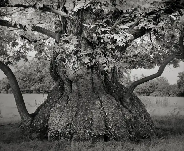 En kvinne viet livet sitt til å fotografere de eldste trærne i verden